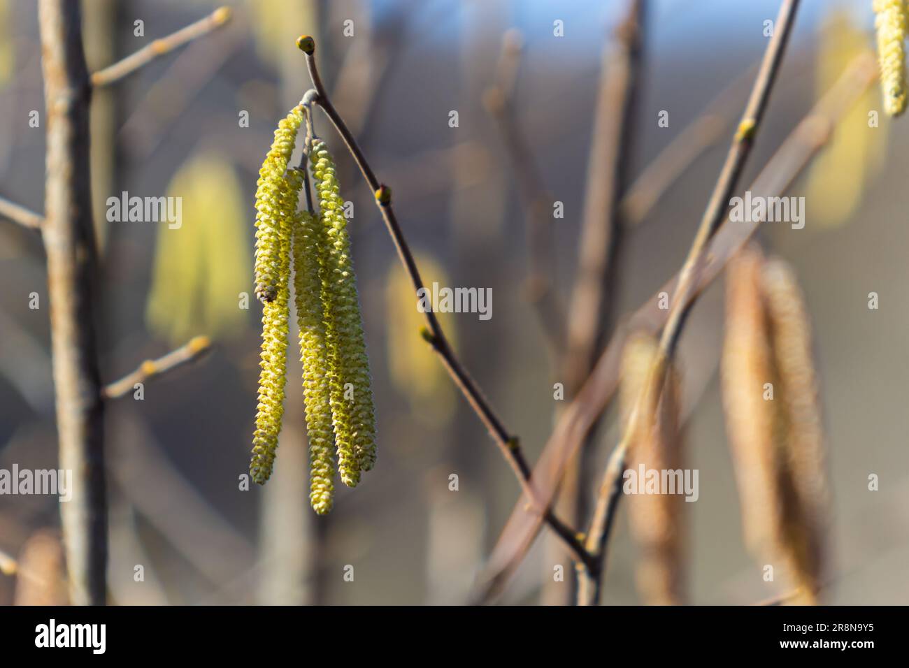 First signs of spring. Hazel, European filbert Corylus avellana opened ...