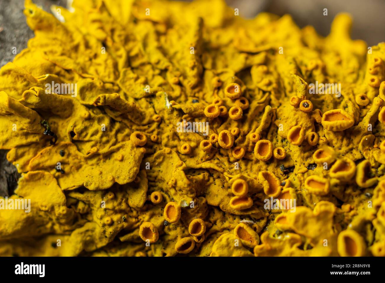 Xanthoria parietina common orange lichen, yellow scale, maritime ...