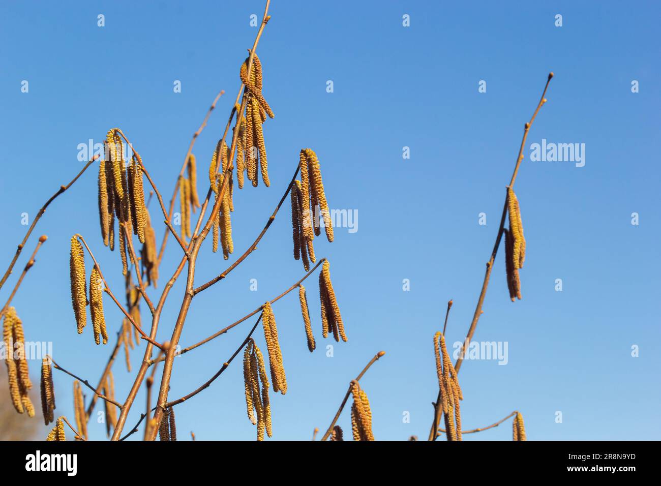 First signs of spring. Hazel, European filbert Corylus avellana opened ...