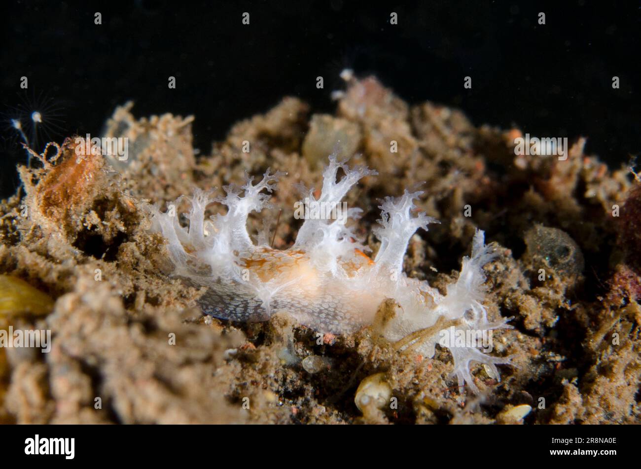 Tritonia Nudibranch, Tritonia sp, Melasti dive site, Seraya, Karangasem ...