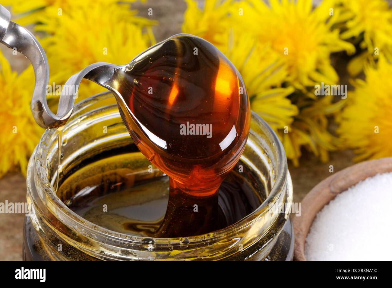 Production of dandelion syrup (Taraxacum officinale) (Taraxacum vulgare ...