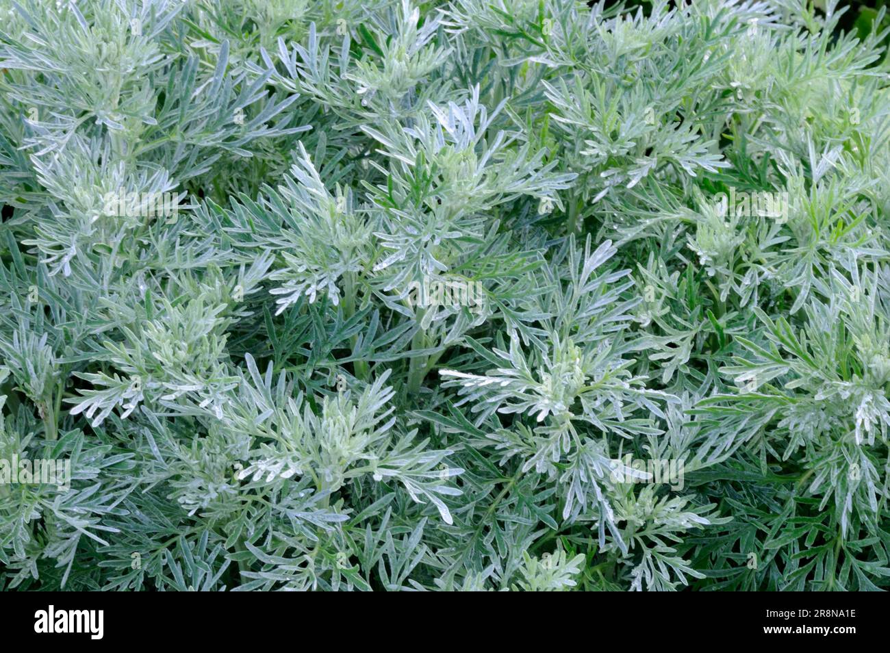 Absinthium (Artemisia absinthium Stock Photo - Alamy