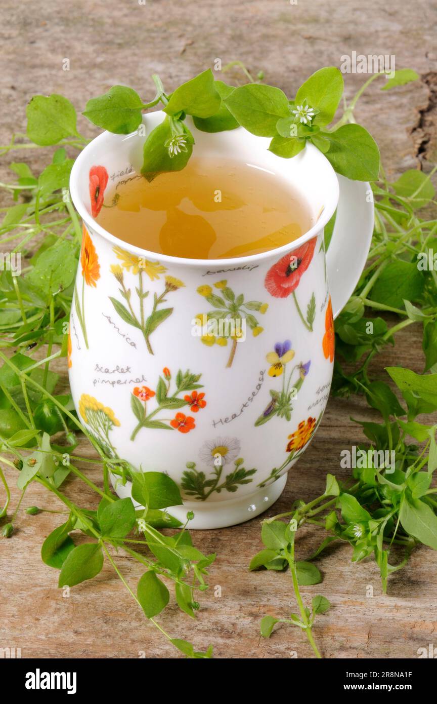 Cup Common chickweed tea, Common Common chickweed (Stellaria media ...