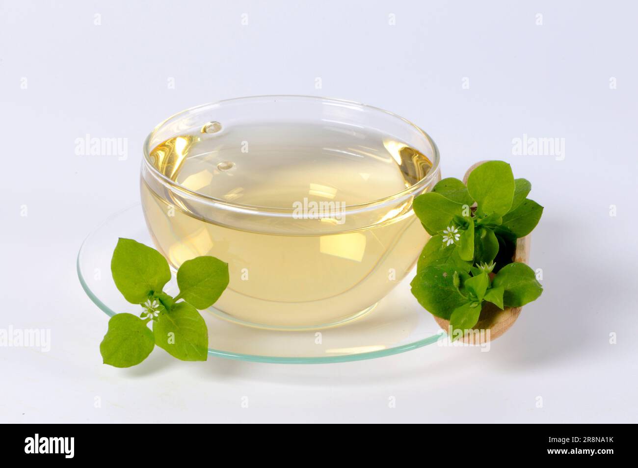 Cup Common chickweed tea, Common Common chickweed (Stellaria media ...