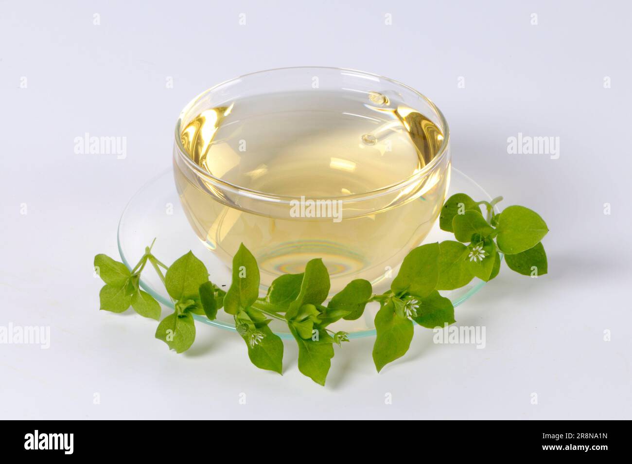 Cup Common chickweed tea, Common Common chickweed (Stellaria media ...
