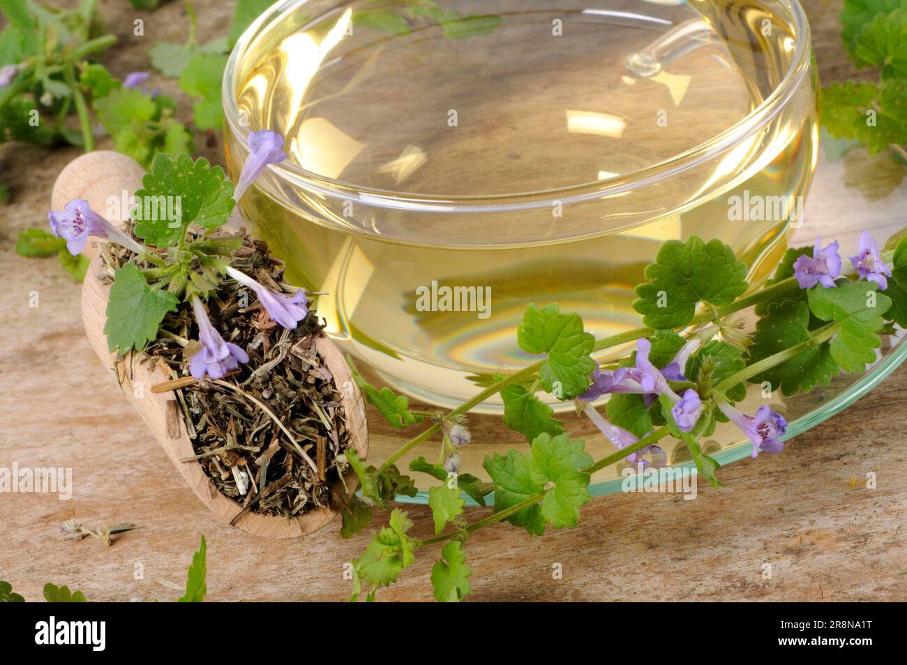 Cup of ground ivy ground ivy (Glechoma hederacea), ground ivy ground ...