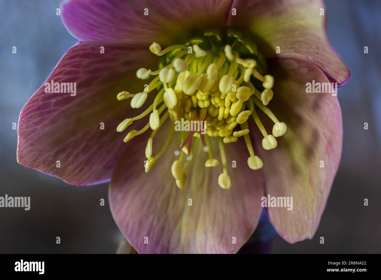 Early spring forest blooms hellebores, Helleborus purpurascens. Purple ...
