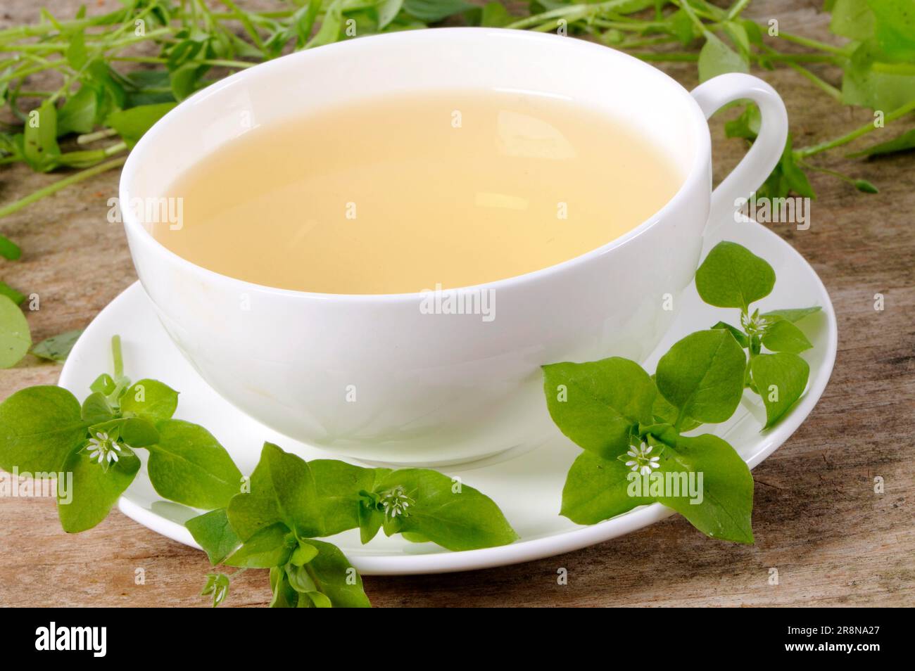 Cup Common chickweed tea, Common Common chickweed (Stellaria media ...
