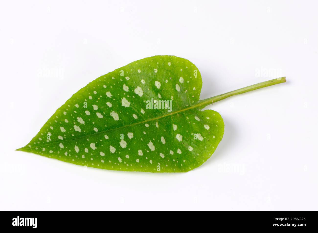 Common lungwort (Pulmonaria officinalis), leaf Stock Photo - Alamy