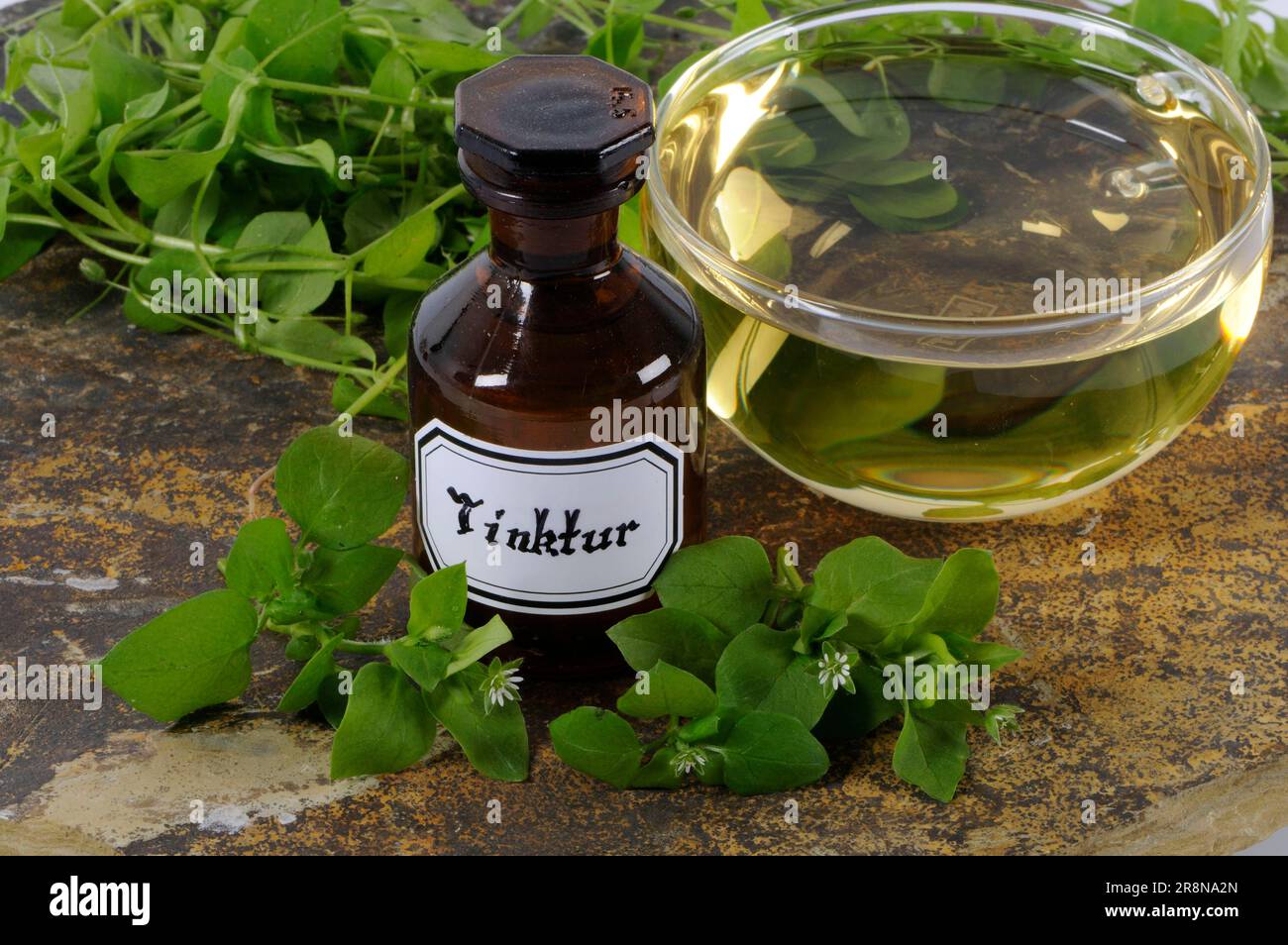 Cup of Common chickweed tea and bottle of Common chickweed tincture ...