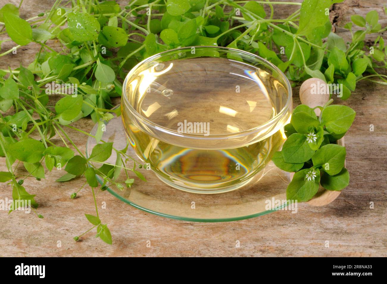Cup Common chickweed tea, Common Common chickweed (Stellaria media ...