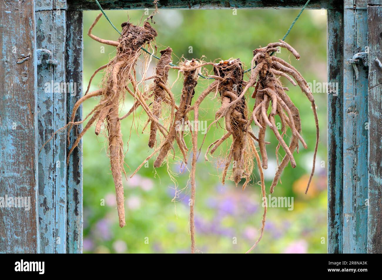 Dandelion root (Taraxacum officinale) hung up to dry / Dandelion root Stock Photo - Alamy