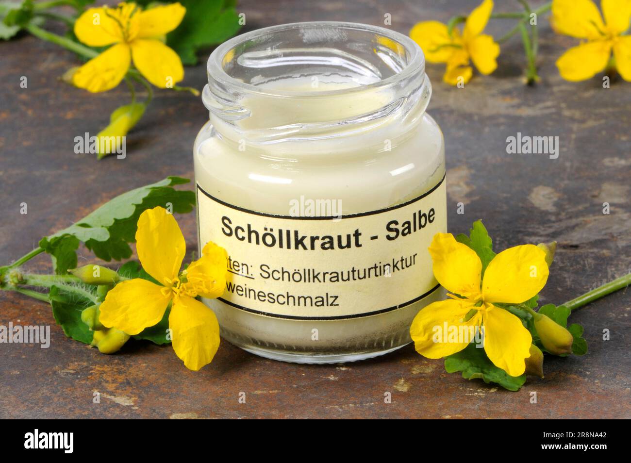 Chelidonium majus ointment (Chelidonium majus majus), Chelidonium majus ...