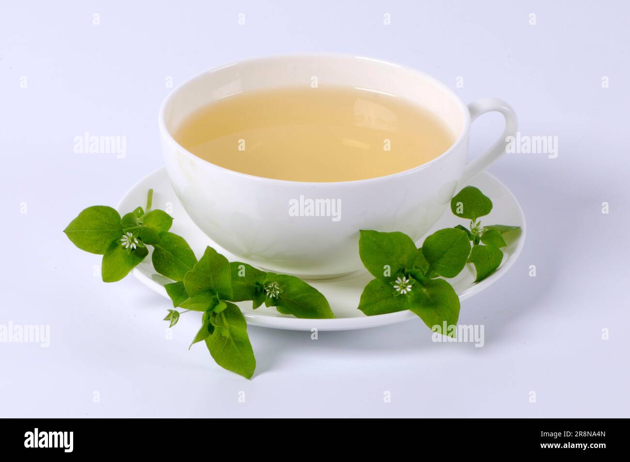 Cup Common chickweed tea, Common Common chickweed (Stellaria media ...