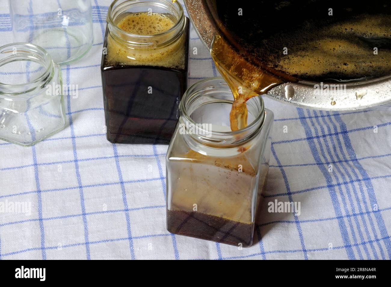 Preparation of dandelion syrup (Taraxacum officinale) Filling into jars ...