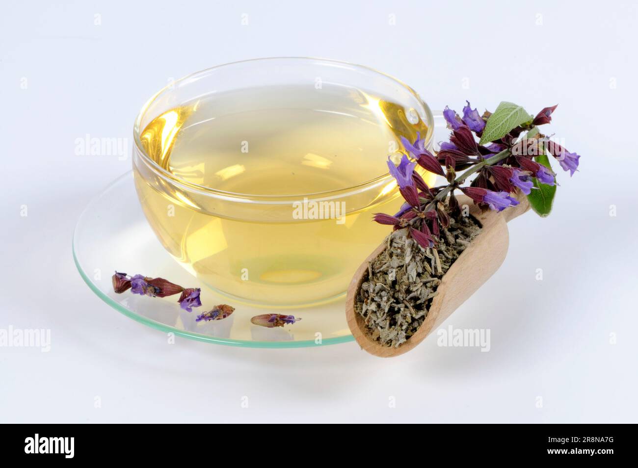 True Common sage (Salvia officinalis), cup of Common sage tea Stock ...