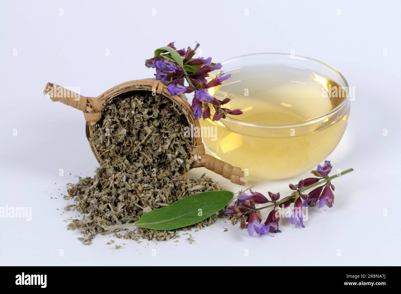 True Common sage (Salvia officinalis), cup of Common sage tea Stock ...