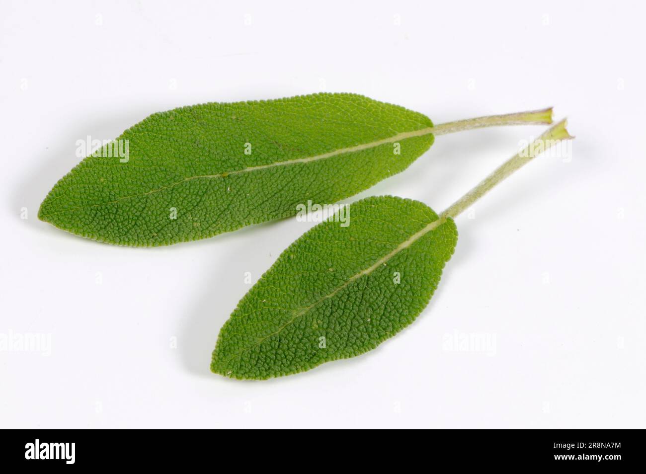Common Common sage (Salvia officinalis Stock Photo - Alamy