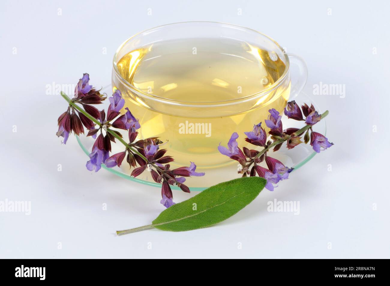 True Common sage (Salvia officinalis), cup of Common sage tea Stock ...