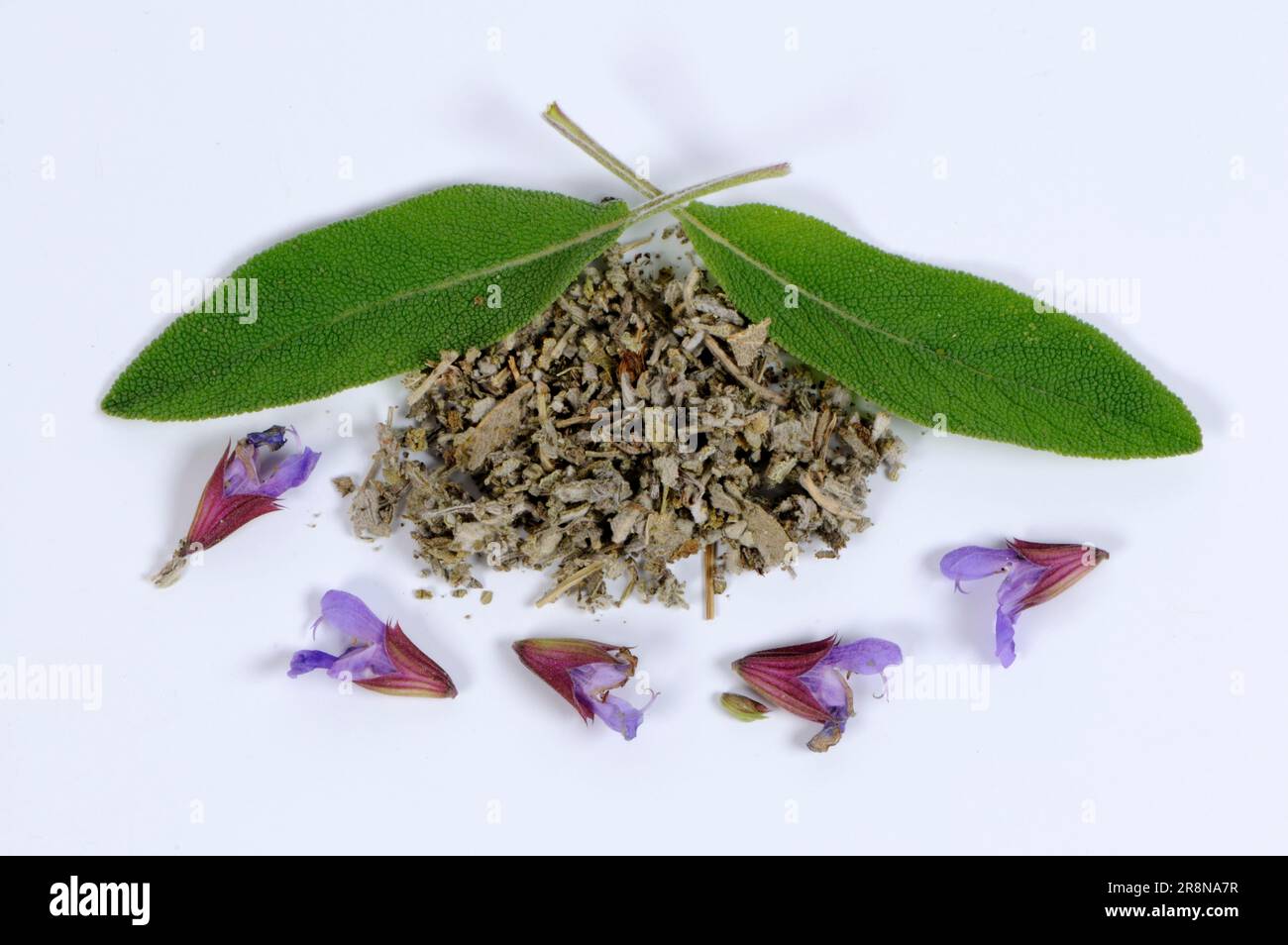 Common sage (Salvia officinalis), fresh and dried Stock Photo - Alamy