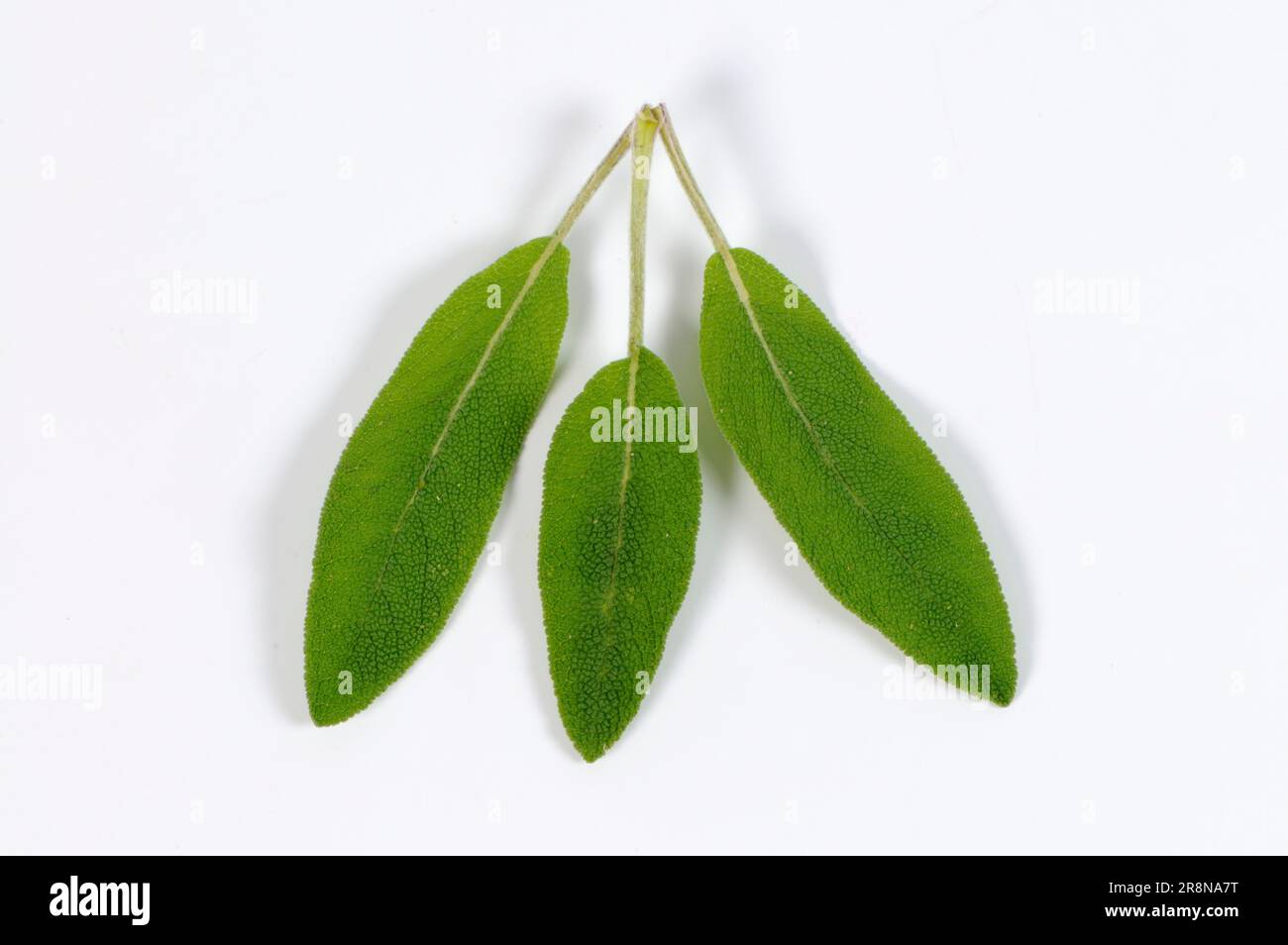 Common Common sage (Salvia officinalis Stock Photo - Alamy