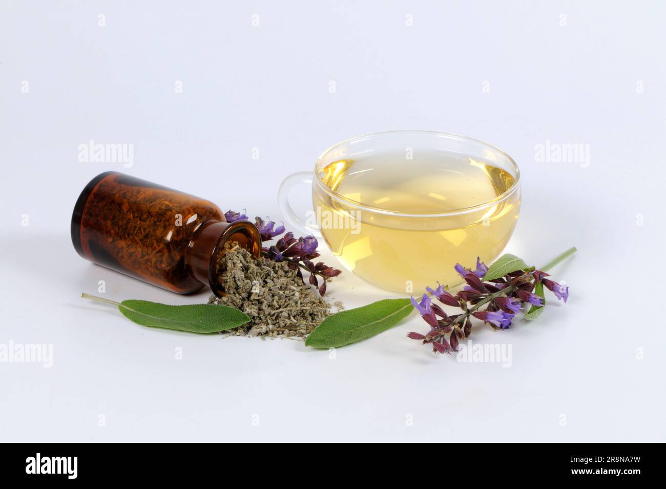 True Common sage (Salvia officinalis), cup of Common sage tea Stock ...
