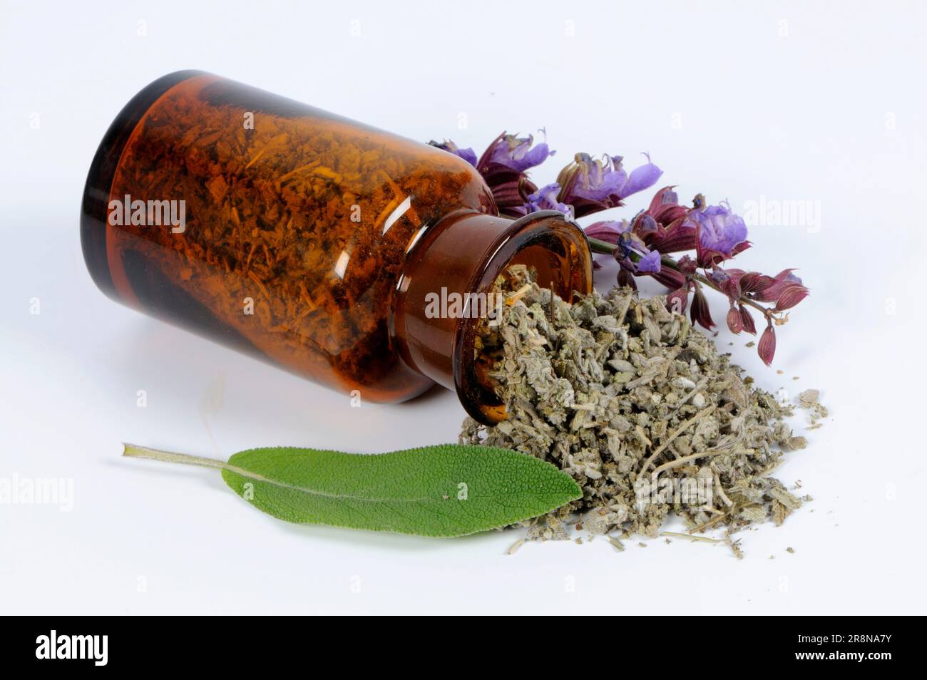 Real Common sage (Salvia officinalis), dried Stock Photo - Alamy