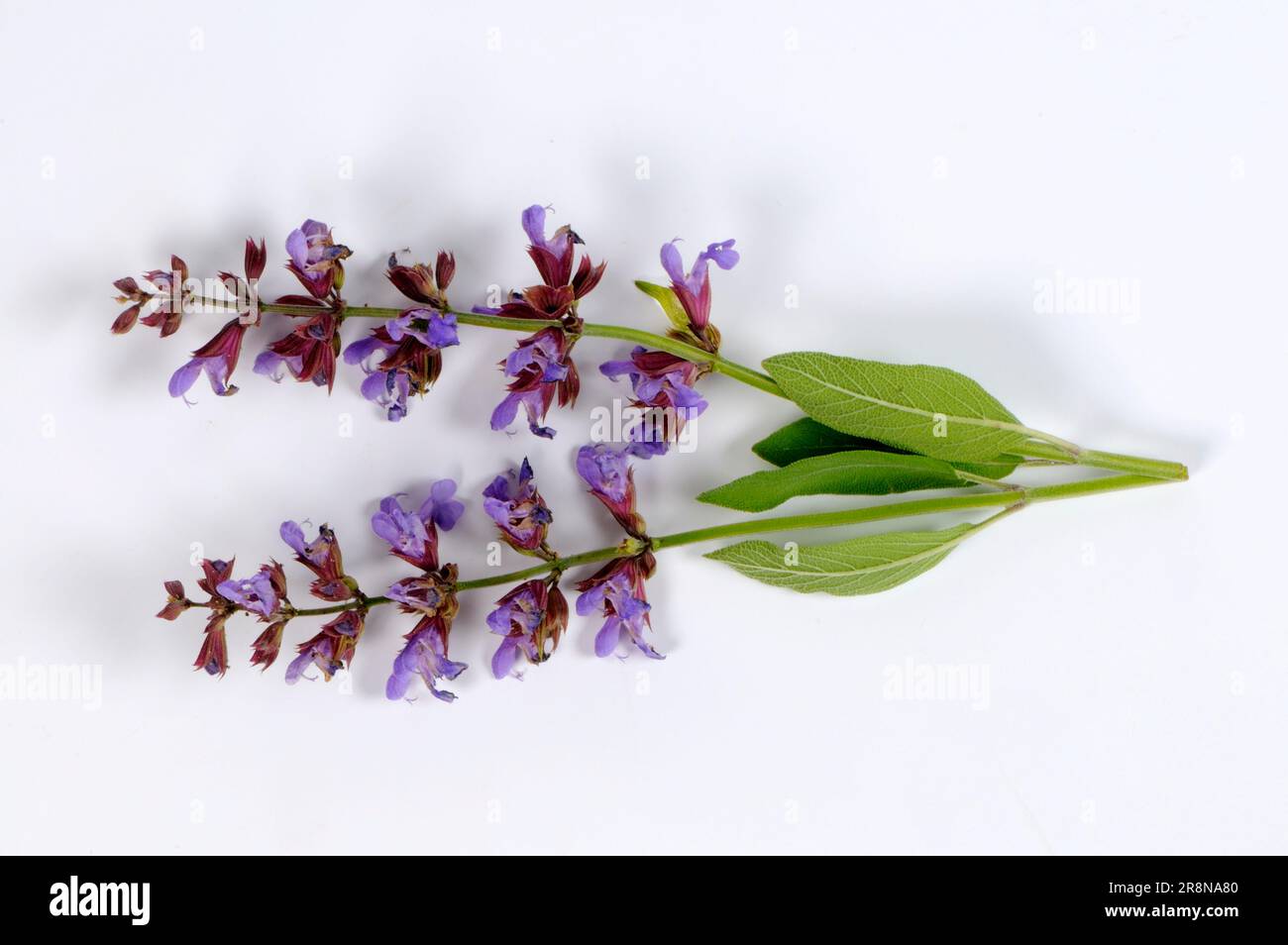 Common Common sage (Salvia officinalis Stock Photo - Alamy