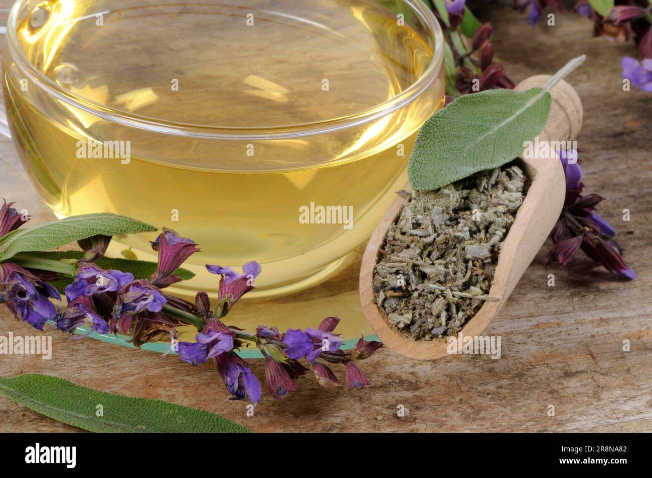 True Common sage (Salvia officinalis), cup of Common sage tea Stock ...