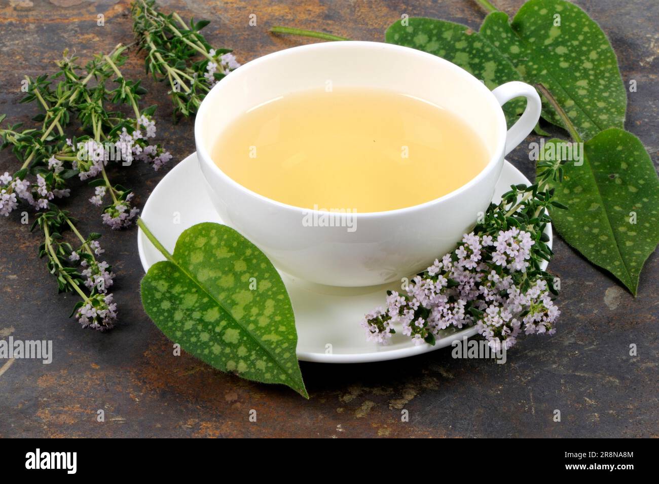 Cup of thyme and lungwort tea (Thymus pulegioides) (Pulmonaria ...