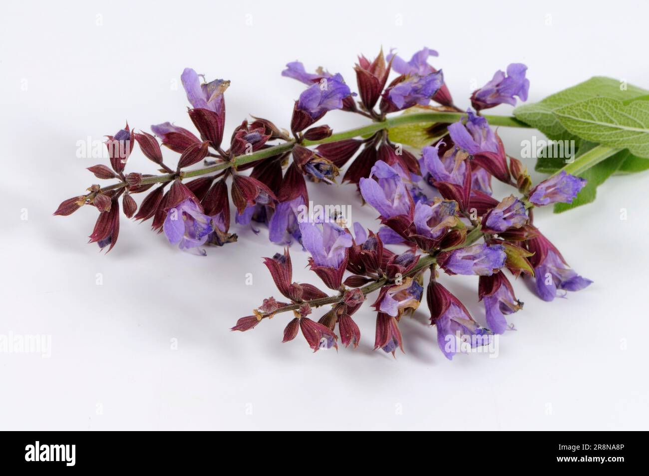 Common Common sage (Salvia officinalis Stock Photo - Alamy