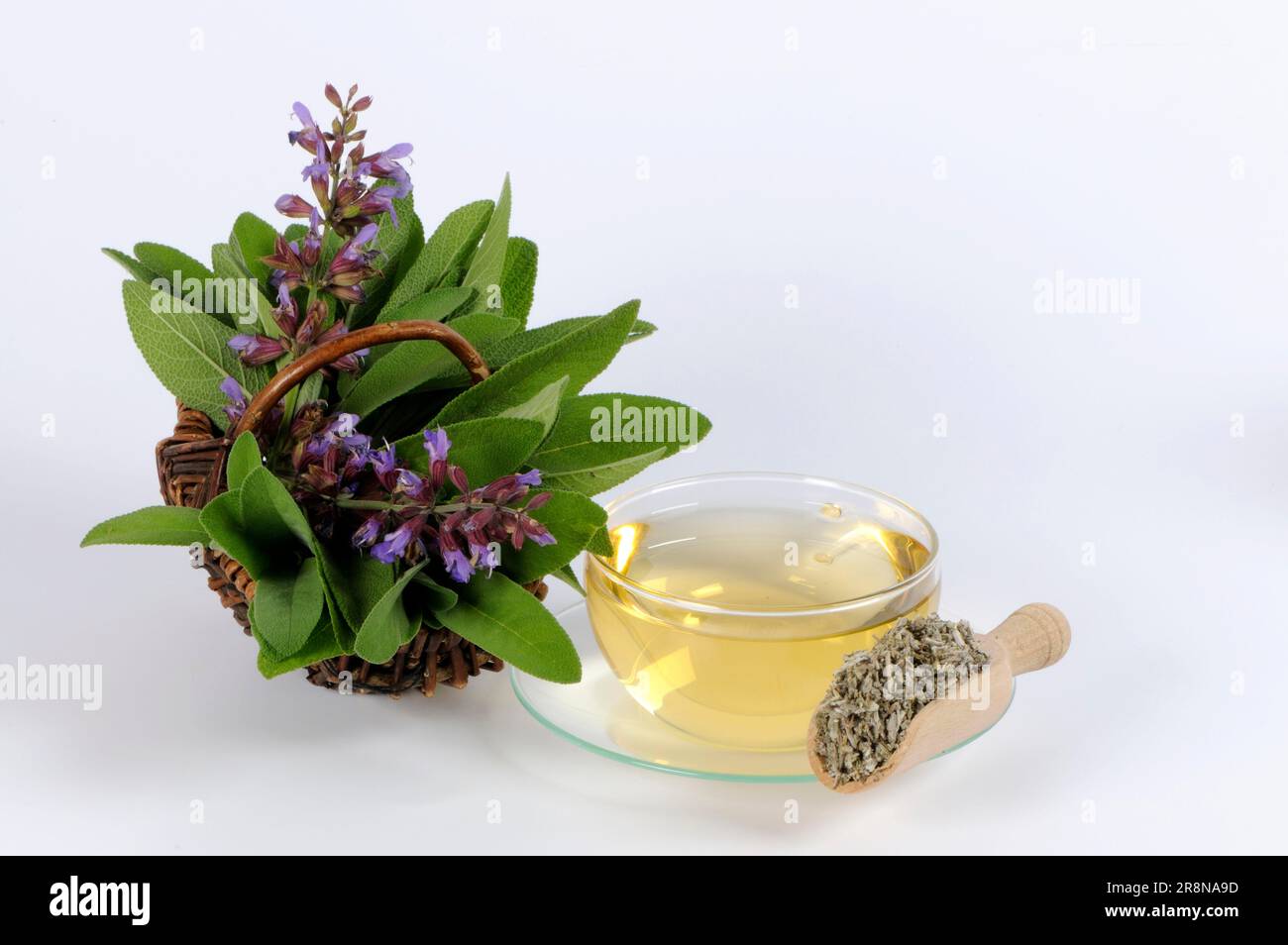 True Common sage (Salvia officinalis), cup of Common sage tea Stock ...