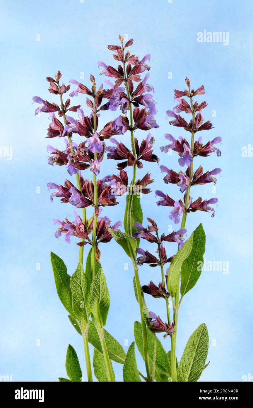 Common Common sage (Salvia officinalis Stock Photo - Alamy