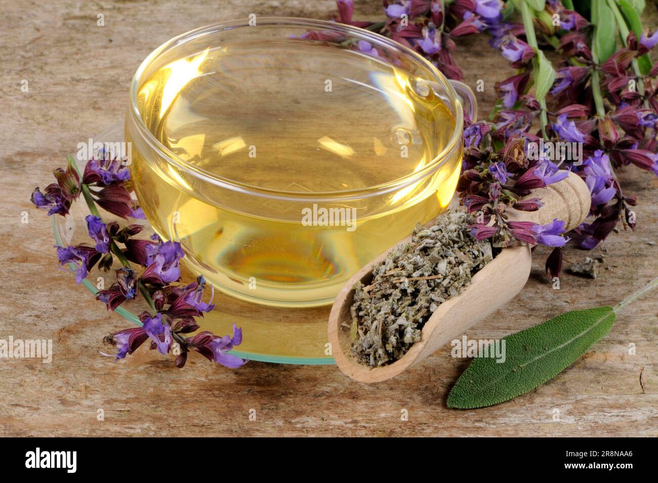 True Common sage (Salvia officinalis), cup of Common sage tea Stock ...