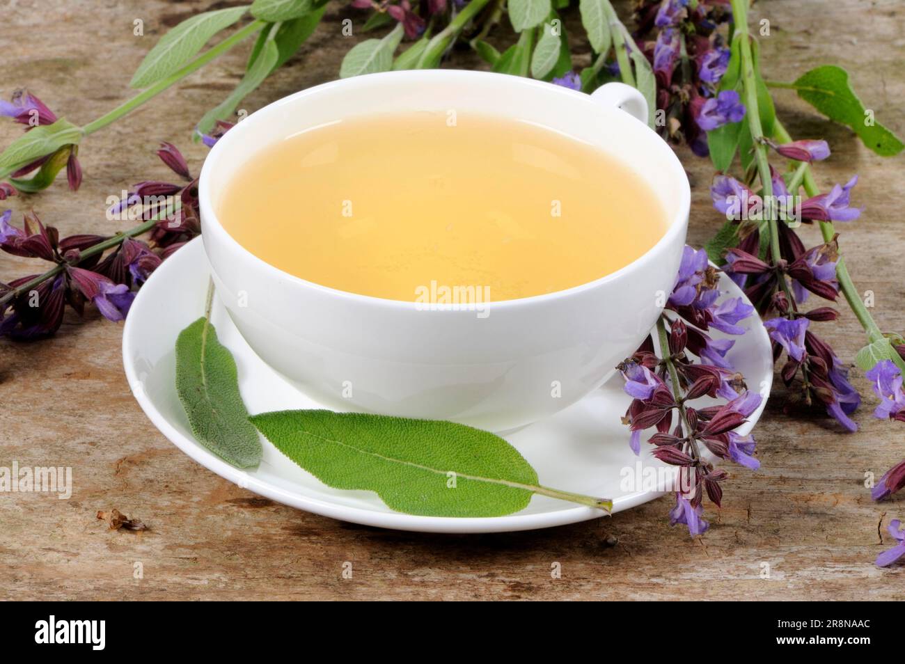 True Common sage (Salvia officinalis), cup of Common sage tea Stock ...