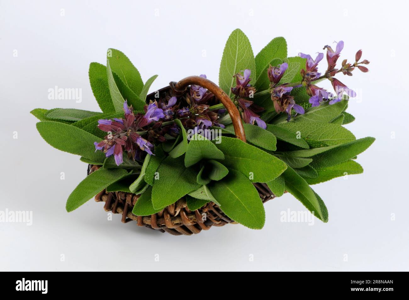 Common Common sage (Salvia officinalis Stock Photo - Alamy
