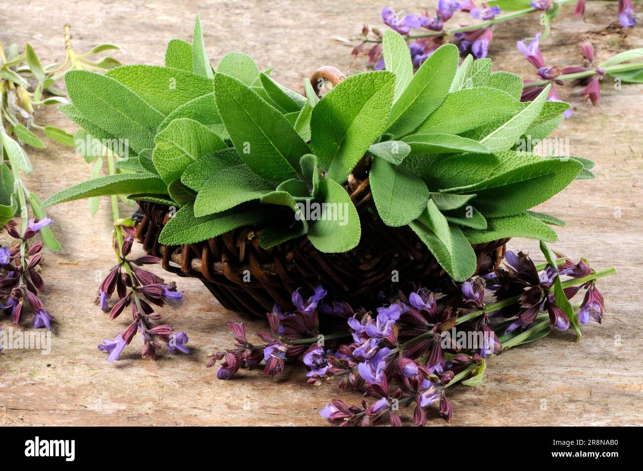 Common Common sage (Salvia officinalis Stock Photo - Alamy