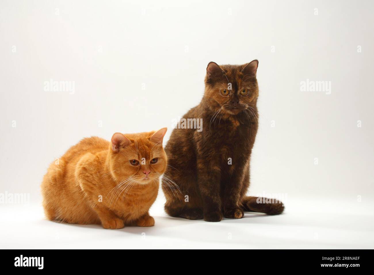 British shorthair cat, red and chocolate-tortie/ BKH Stock Photo - Alamy