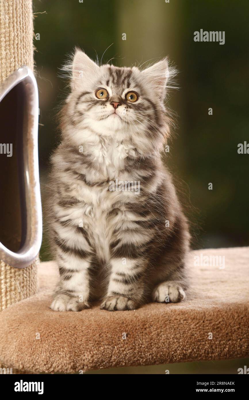 British longhair cat, kitten, black-silver tabby, Highlander, Lowlander ...