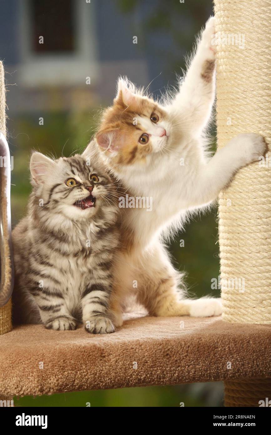 British longhair cat, kitten, black-silver tabby and mocca-tabby-white ...