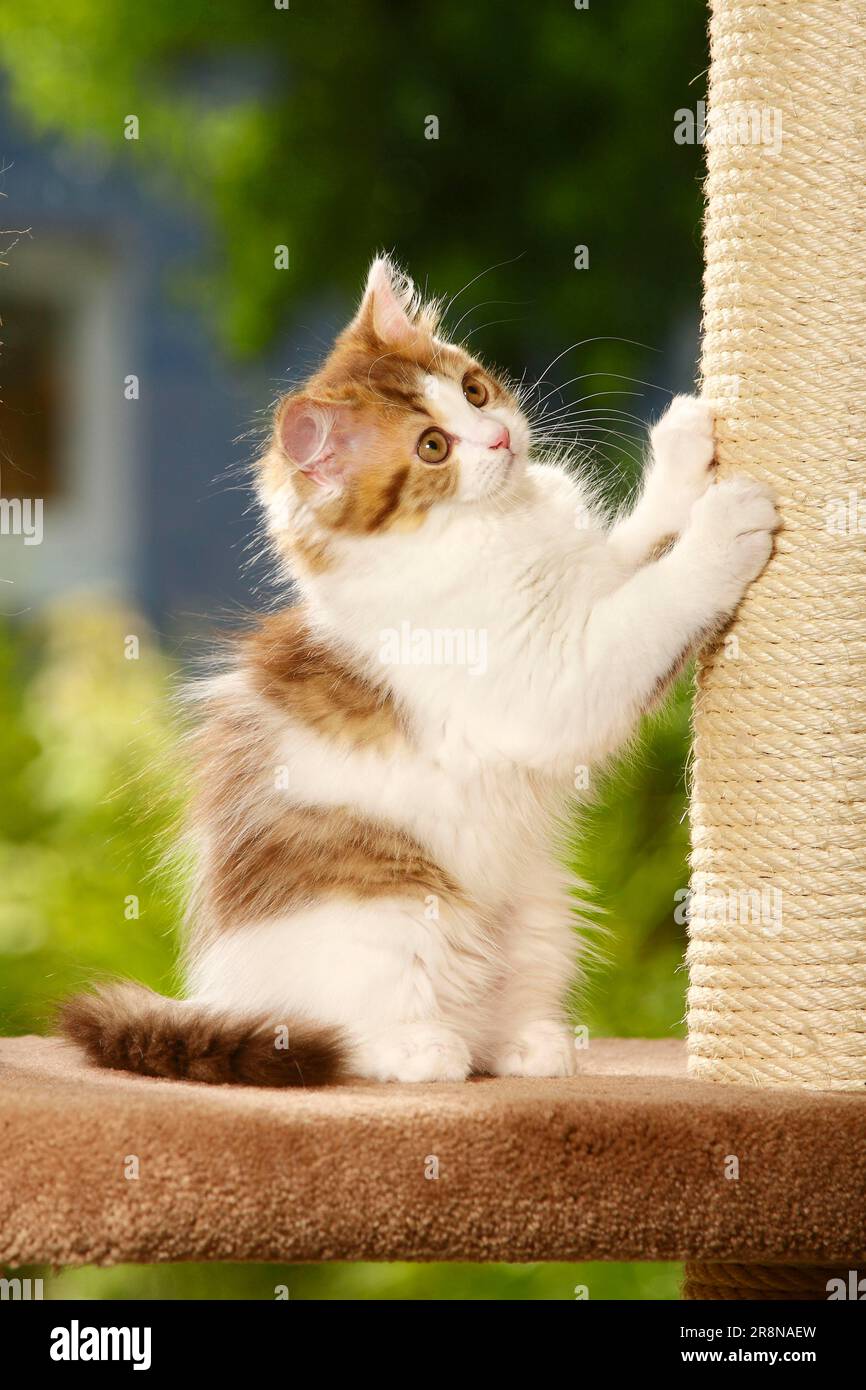 British longhair cat, kitten, choco-tabby-white, Highlander, Lowlander ...