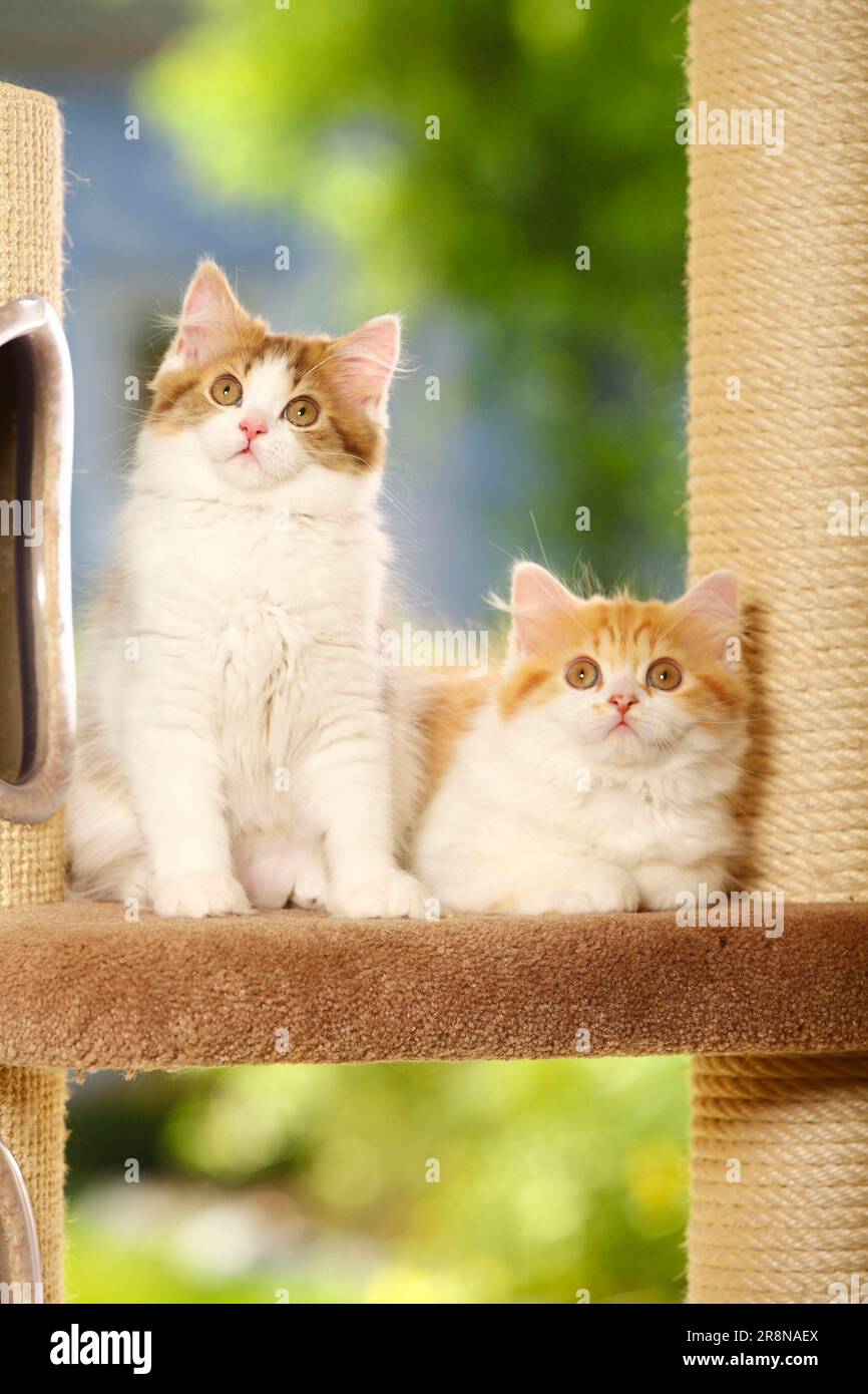 British longhair cat, kitten, choco-tabby-white and red-tabby-white ...