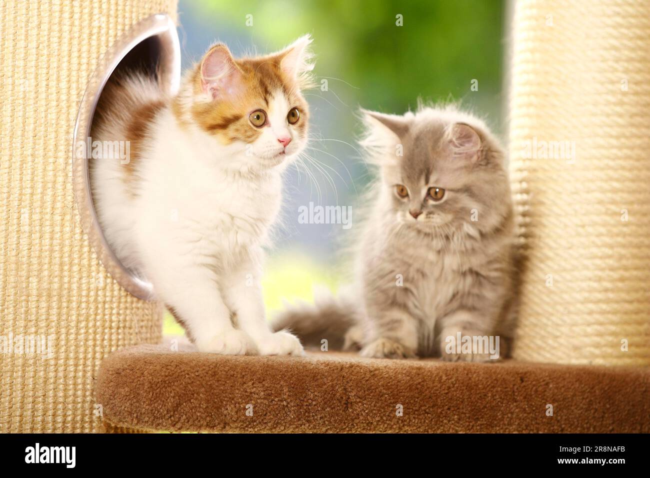British longhair cat, kitten, choco-tabby-white and blue-silver-tabby ...