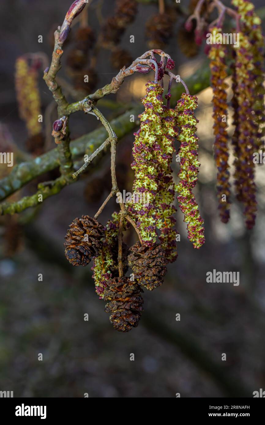 Small branch of black alder Alnus glutinosa with male catkins and ...