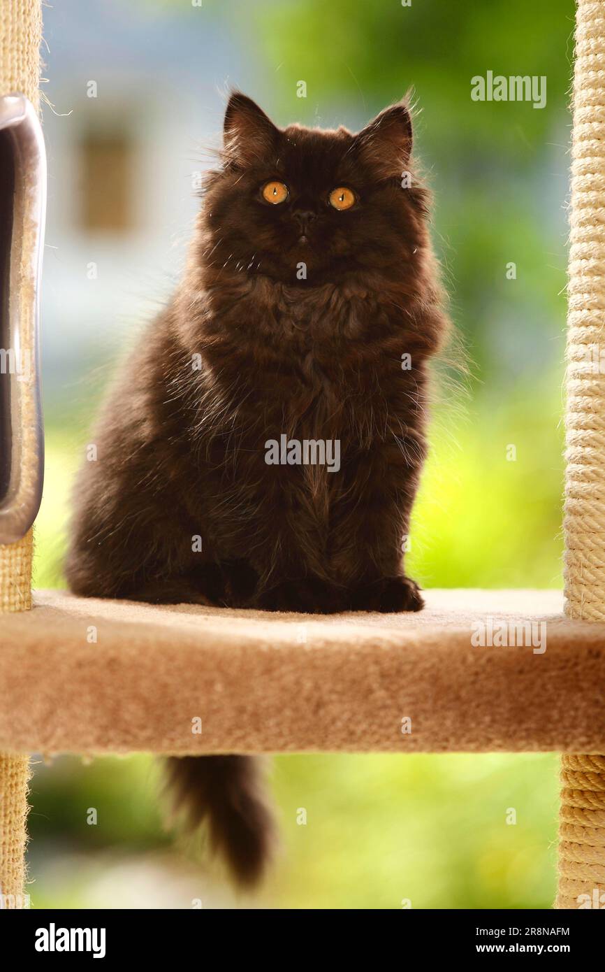 British longhair cat, Kitten, black, Highlander, Lowlander, Britanica ...
