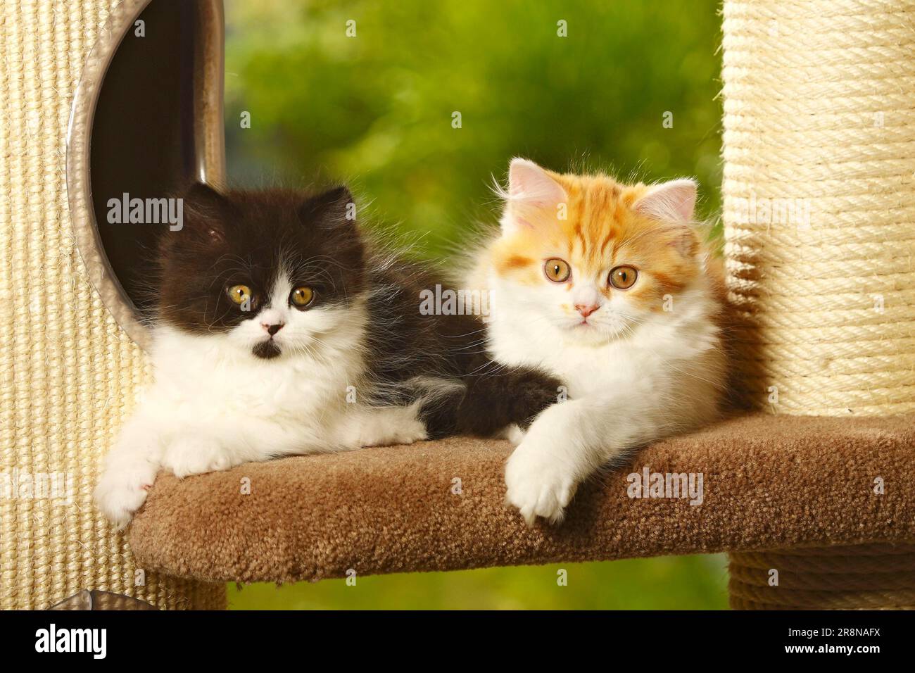 British longhair cat, kitten, black-white and red-tabby-white ...
