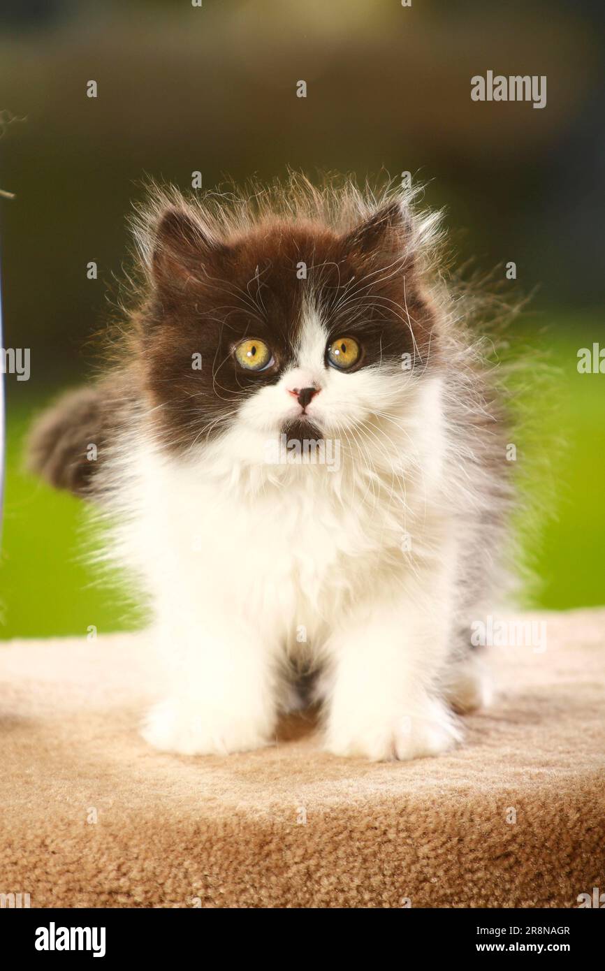 British longhair cat, Kitten, black and white, Highlander, Lowlander ...