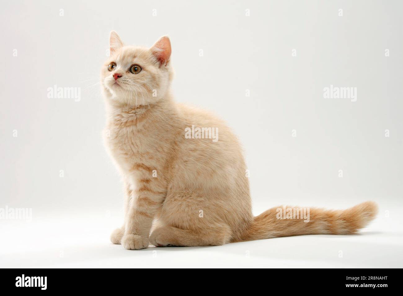 British shorthair cat, kitten, 11 weeks, cream, BKH, lateral Stock ...