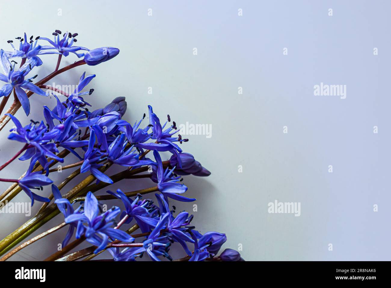 Flower design - floral border made of Scilla bifolia two-leaf squill or ...