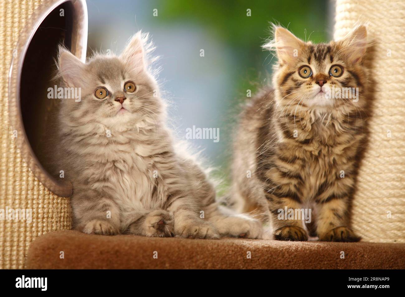 British longhair cat, kitten, blue-silver-tabby and black-golden-tabby ...